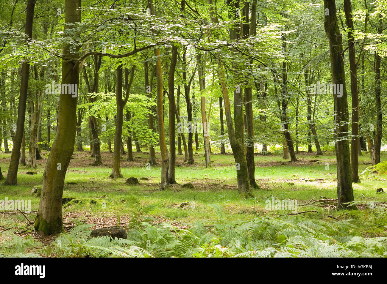 Woodland Broomy Inclosure New Forest Hants UK Stock Photo - Alamy