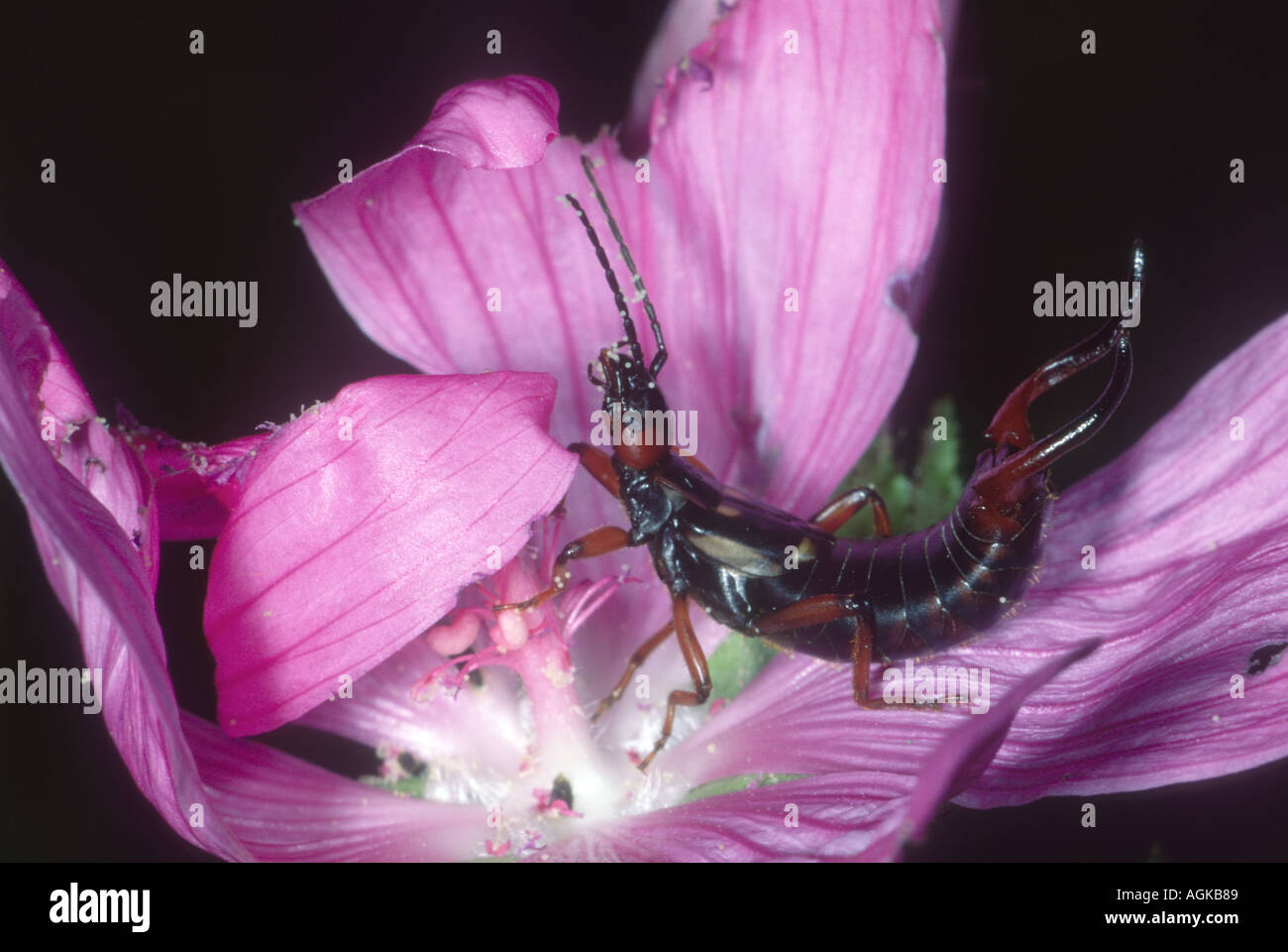 Dermaptera hi-res stock photography and images - Alamy
