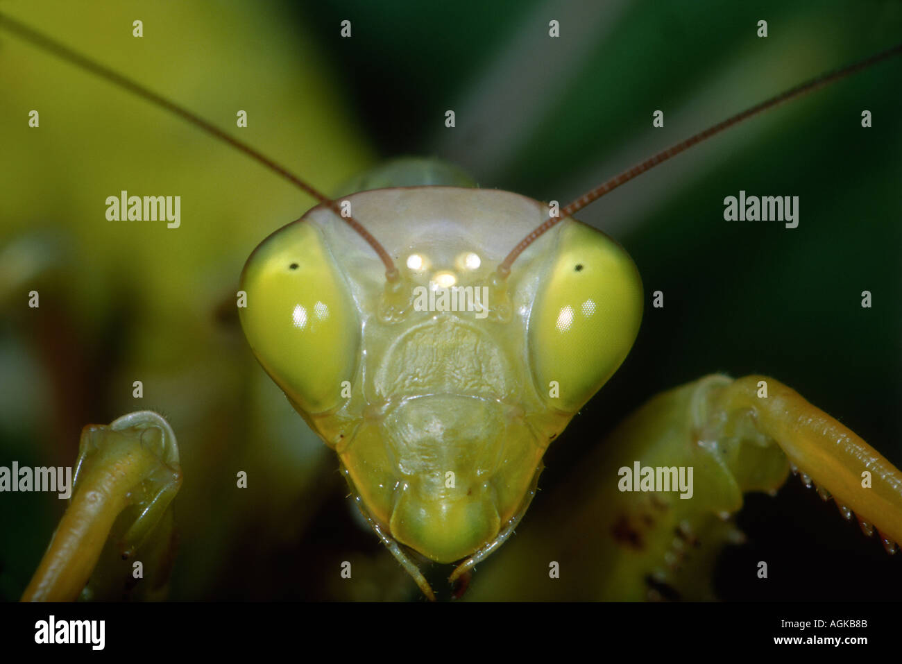 Praying Mantis, Mantis religiosa. Head close-up Stock Photo - Alamy