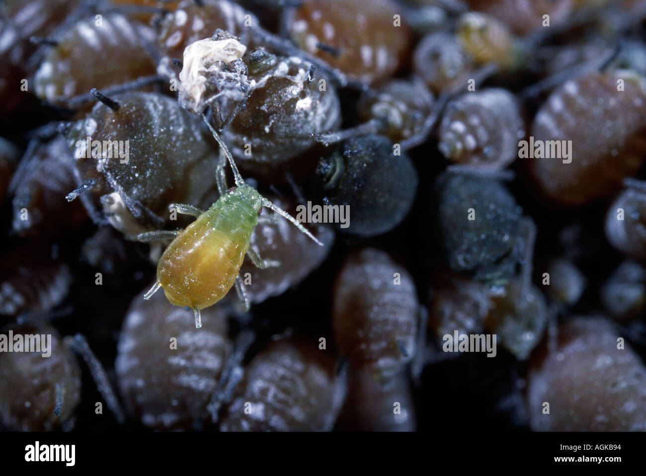 Aphids, Family Aphididae. Colony on stem Stock Photo - Alamy
