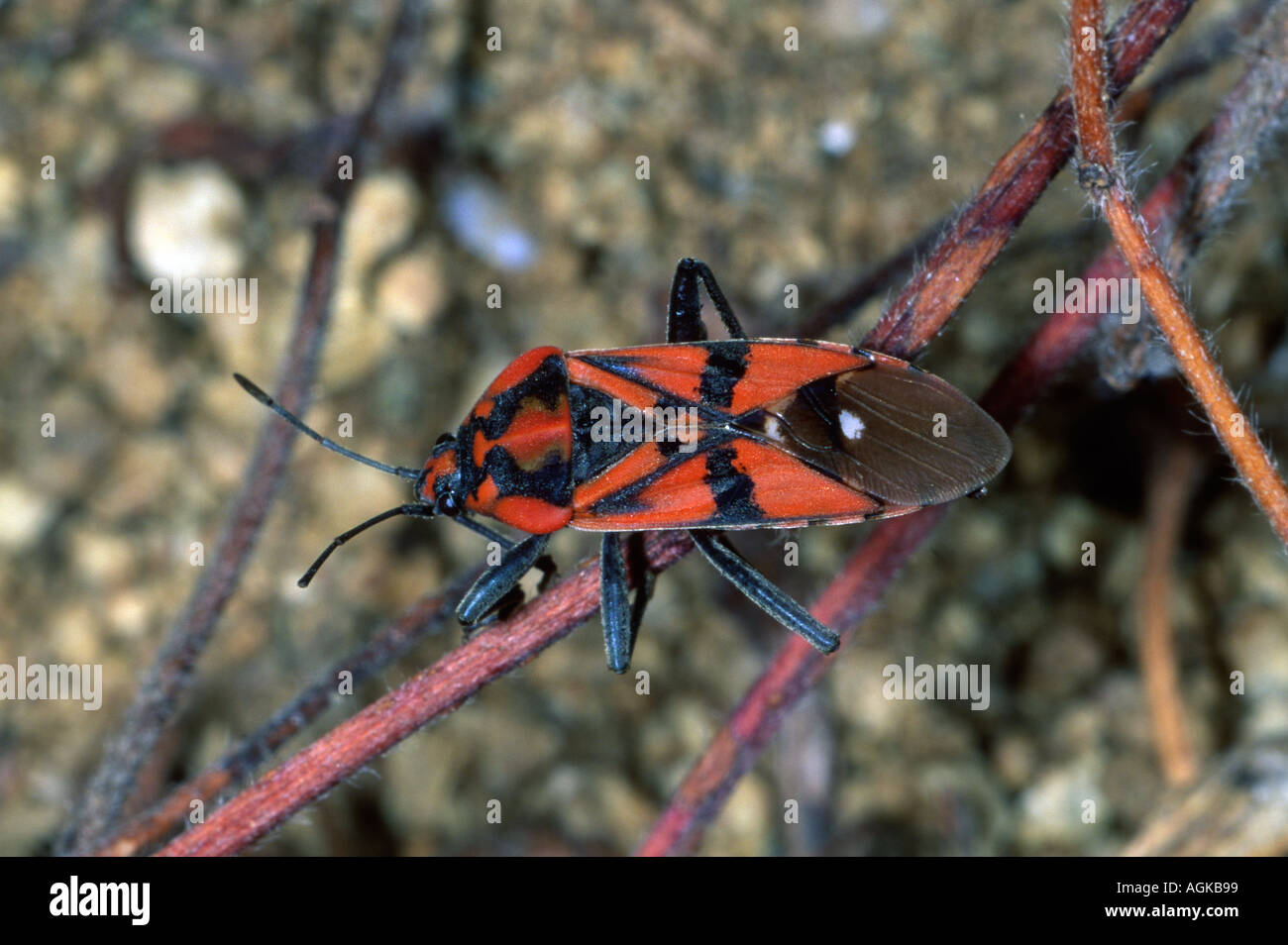Ground bugs hi-res stock photography and images - Alamy