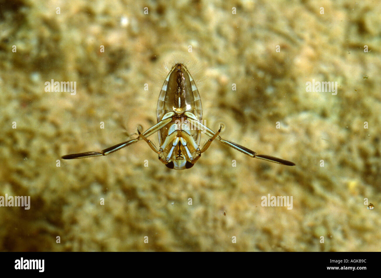 Backswimmer notonecta sp hi-res stock photography and images - Alamy