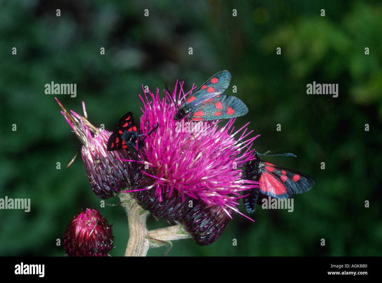 Collecting moths hi-res stock photography and images - Alamy