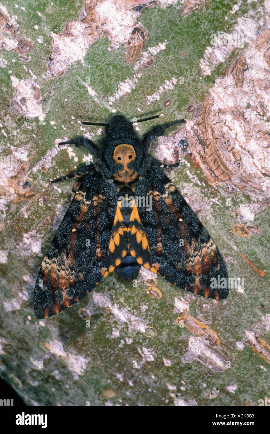Dead´s Head Hawkmoth, Acherontia atropos Stock Photo - Alamy