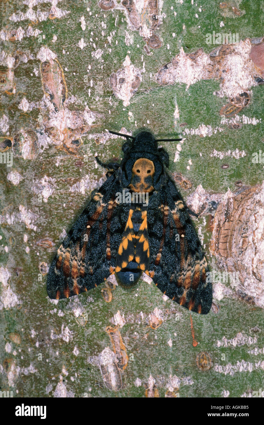 Dead head moth hi-res stock photography and images - Alamy
