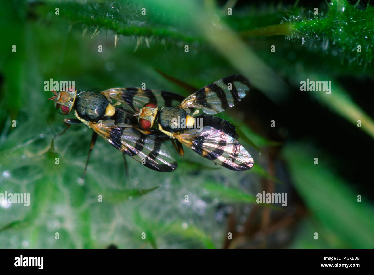 Two winged insects hi-res stock photography and images - Alamy