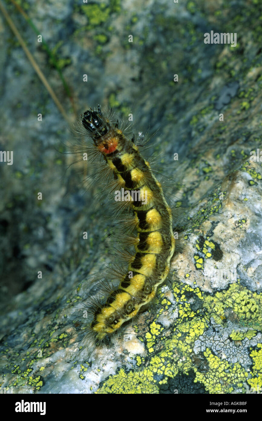 Sweet Gale Moth, Acronicta euphorbiae, Caterpillar on lichen covered ...