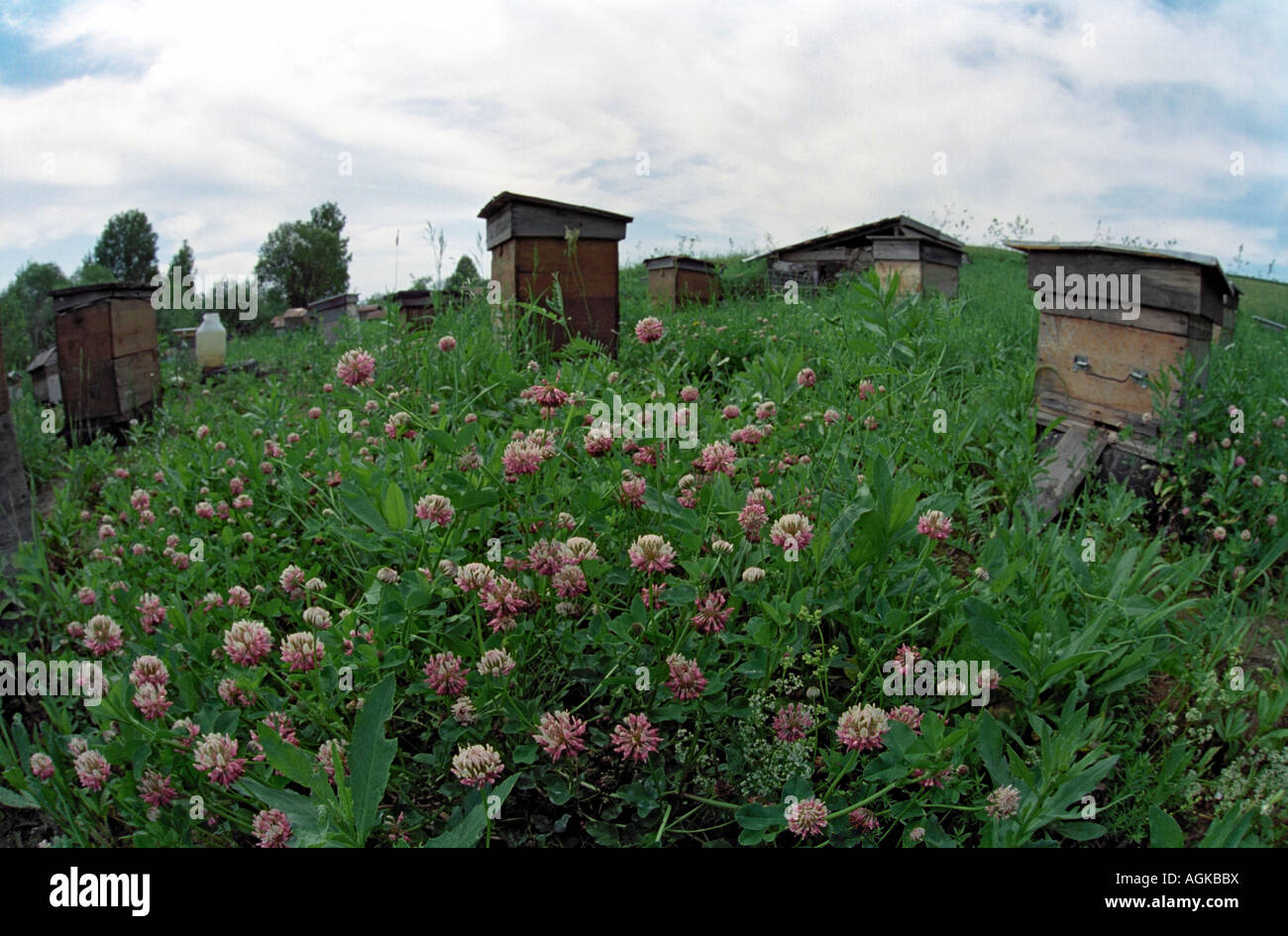 Apiary in foothills and bee plants Clover Trifolium in front of hives ...