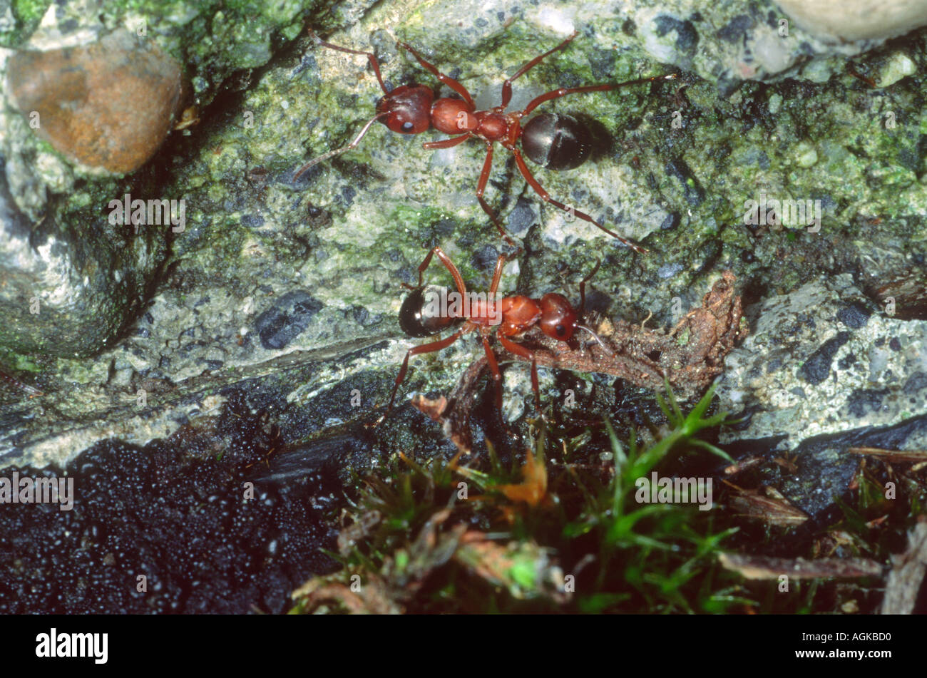Red Barbed Ants, Formica rufibarbis. Two workers Stock Photo - Alamy