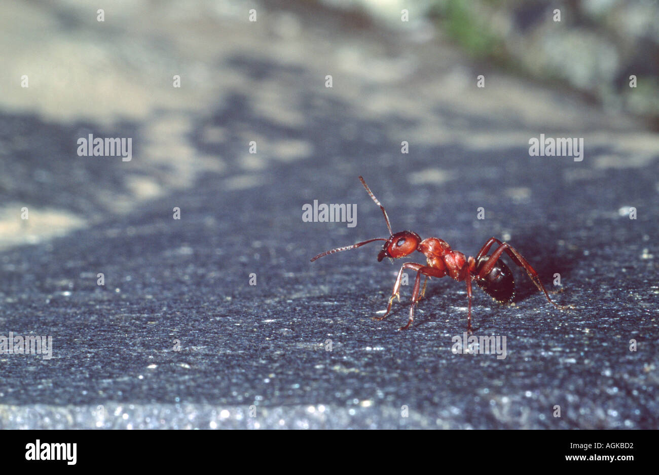 Formica rufibarbis hi-res stock photography and images - Alamy