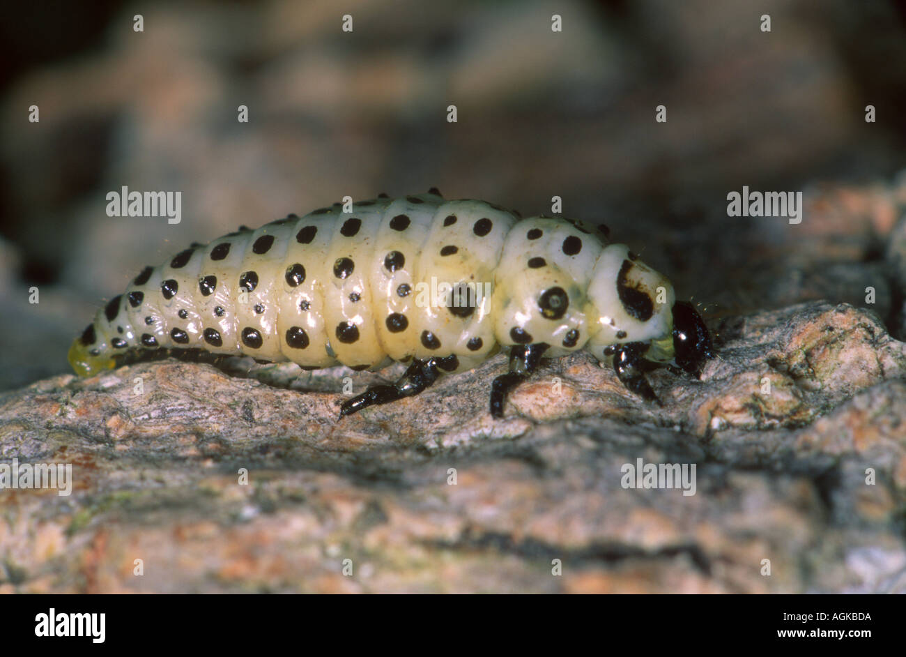 Poplar Leaf Beetle, Chrysomela populi. Larva close-up Stock Photo - Alamy