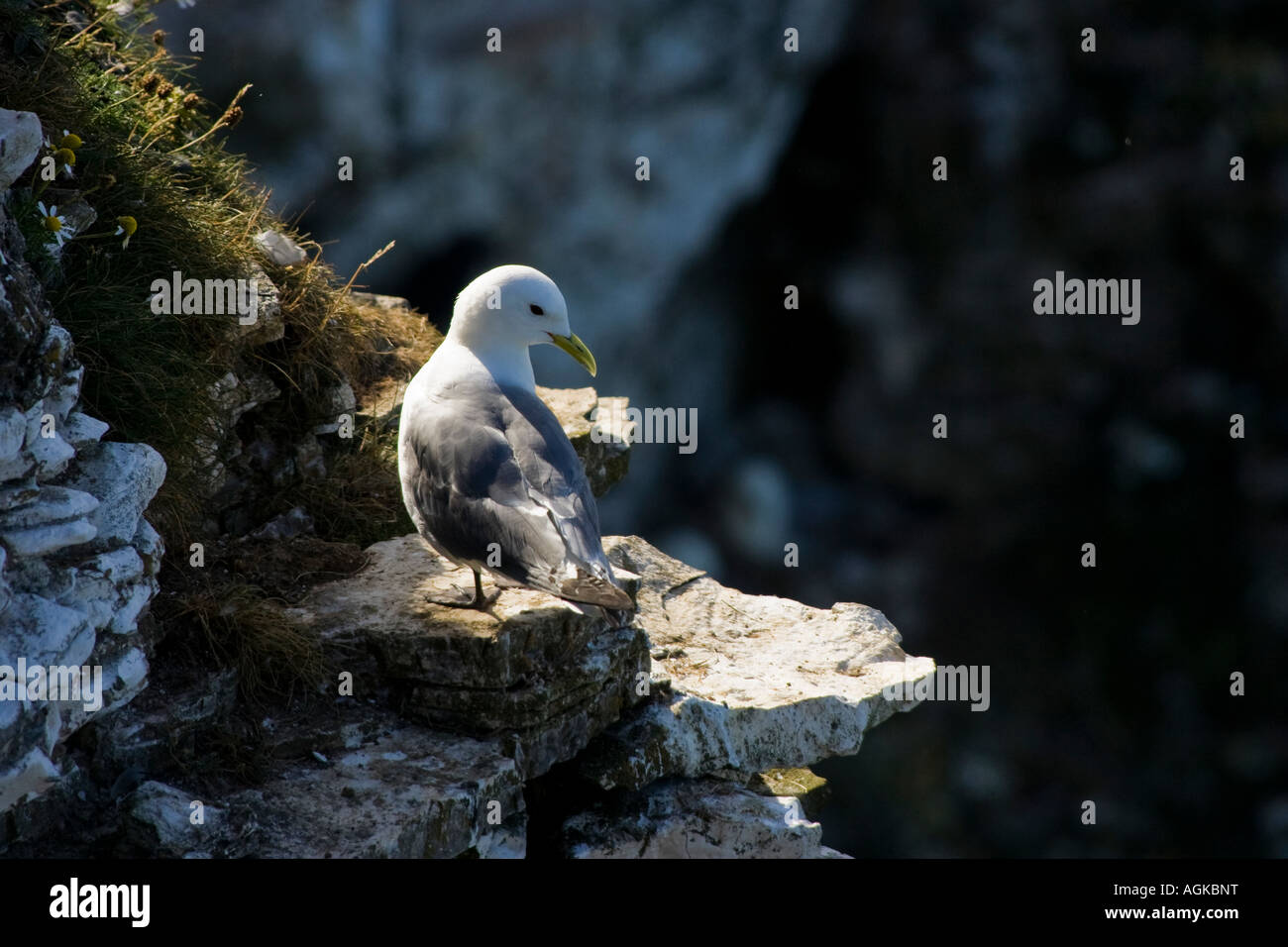 Gull looking down from a cliff top perch Stock Photo - Alamy