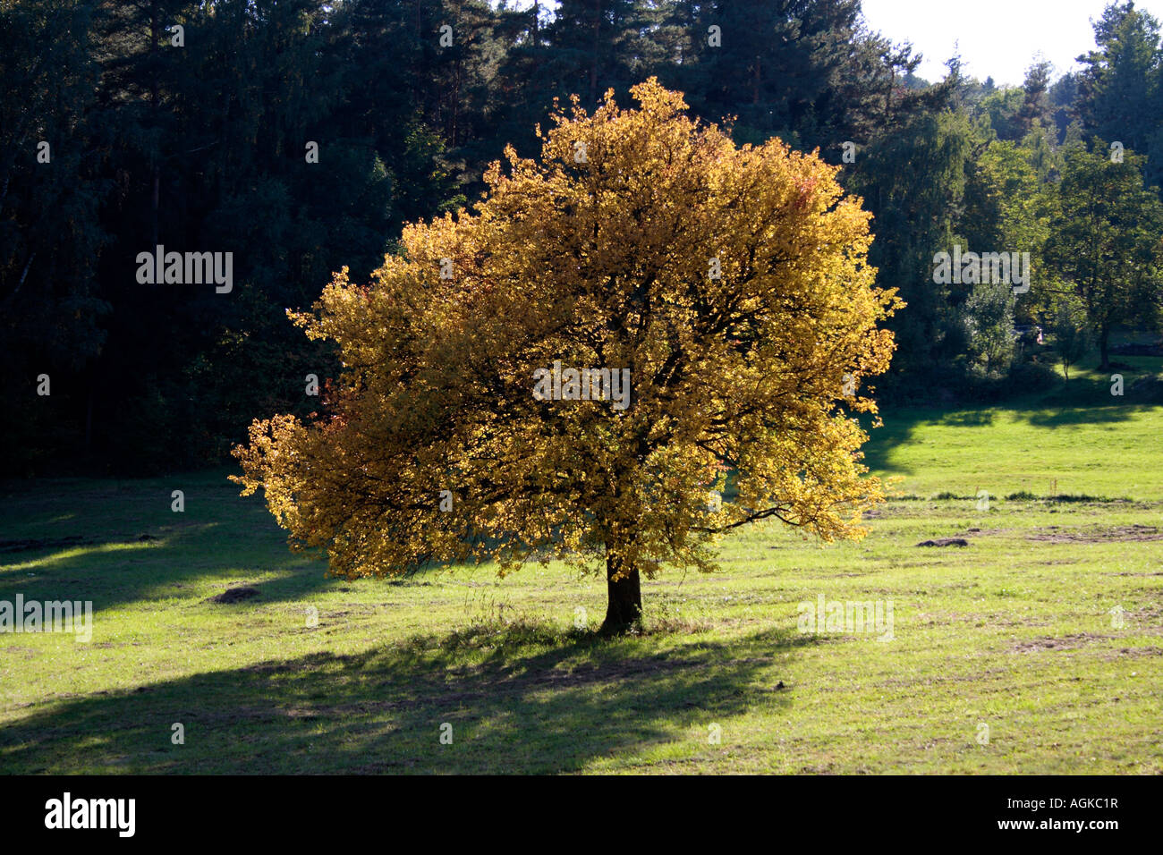 landscape with single lime tree in autumn. Photo by Willy Matheisl ...