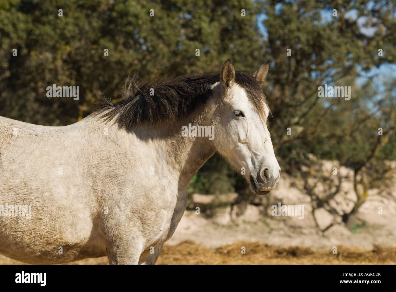 Pure bred spanish horse hi-res stock photography and images - Alamy