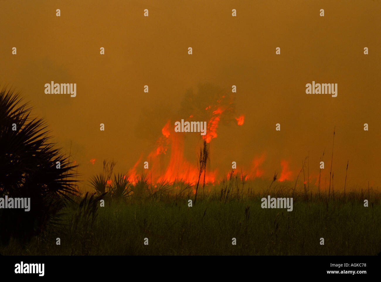 Wildfire burning in Everglades, Florida near Alligator Alley at sunset ...