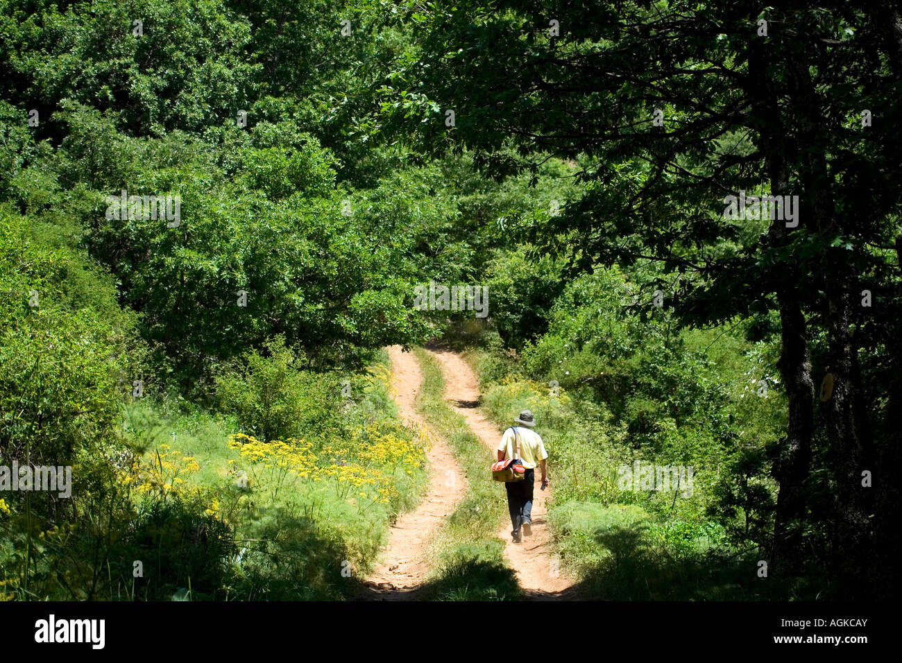 A Photographer explorer in the forest Stock Photo - Alamy