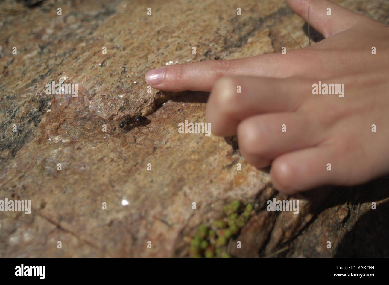 Child chasing bug hi-res stock photography and images - Alamy