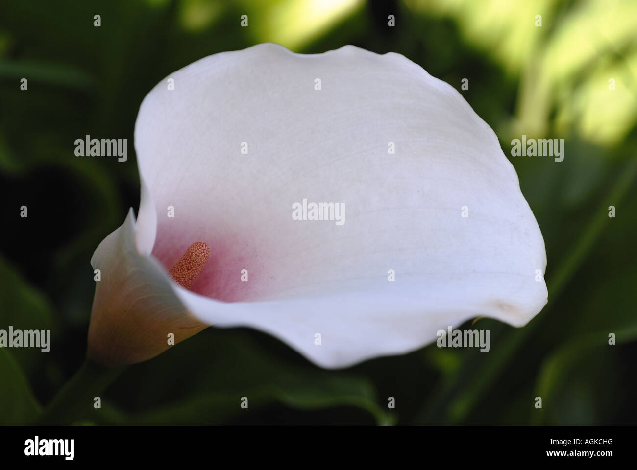 white calla lily landscape format Stock Photo - Alamy