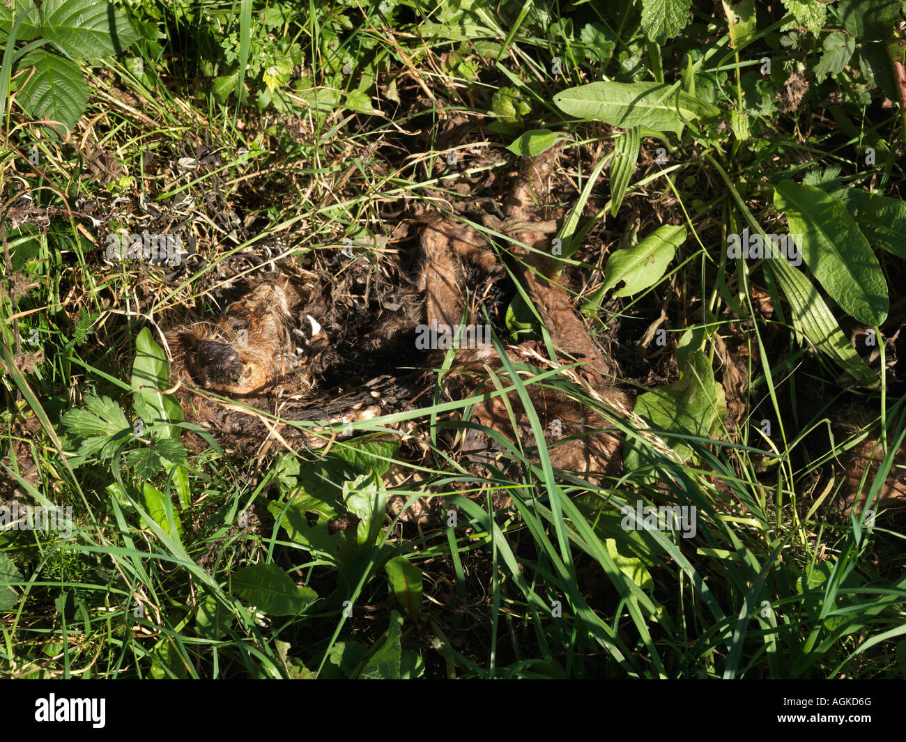 Remains of Dead Fox in Hedgerow Stock Photo - Alamy