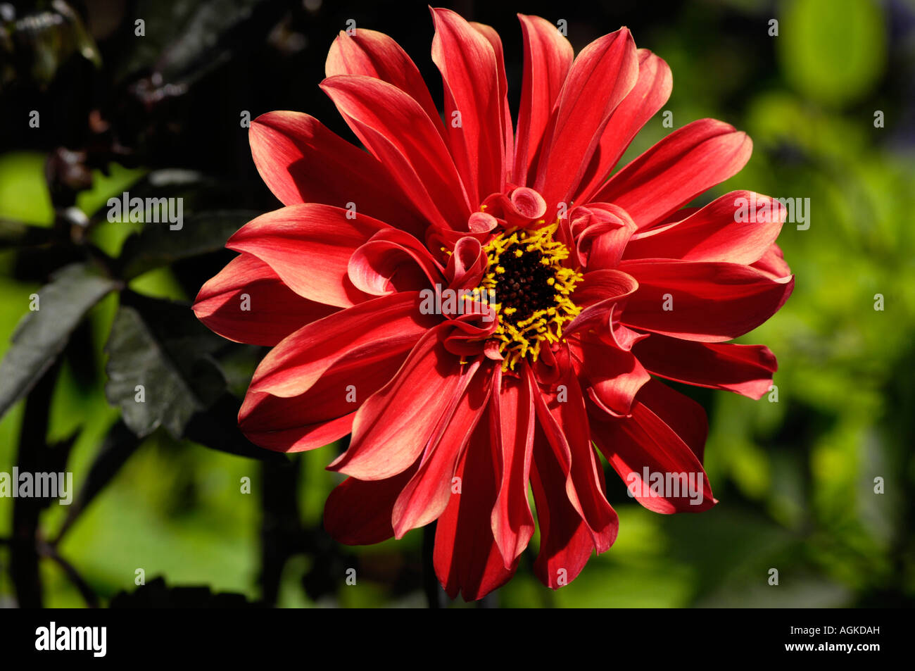 Close-up of a red orange dahlia Stock Photo - Alamy