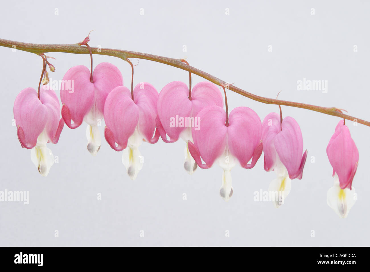 Gold Heart Dicentra spectabilis Stock Photo - Alamy