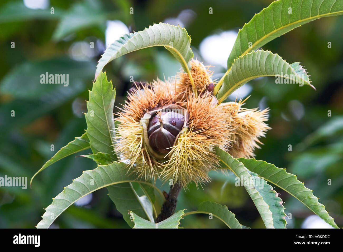 Chestnut Castanea sativa Stock Photo - Alamy