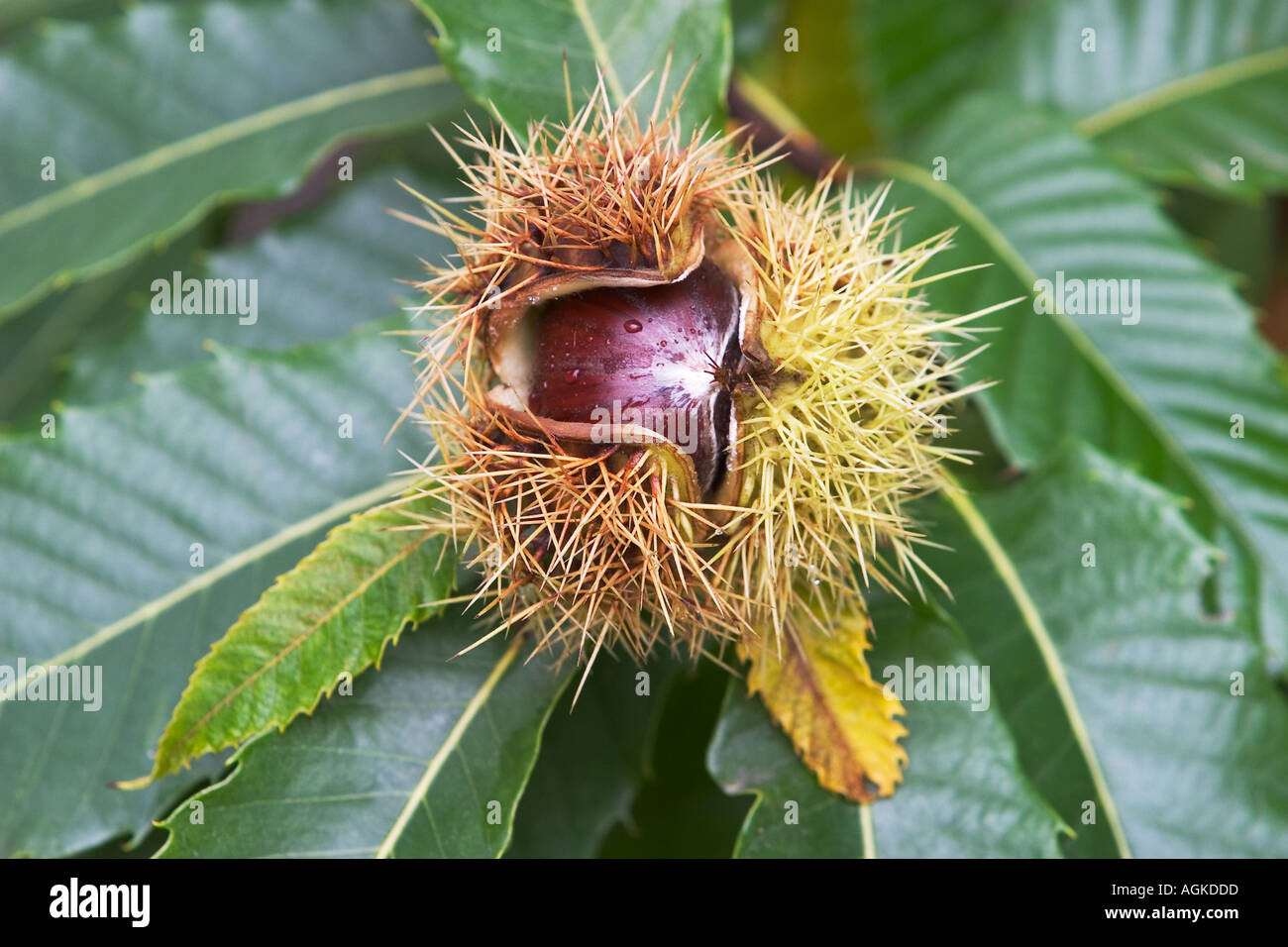 Botany trees fagaceae chestnut hi-res stock photography and images - Alamy