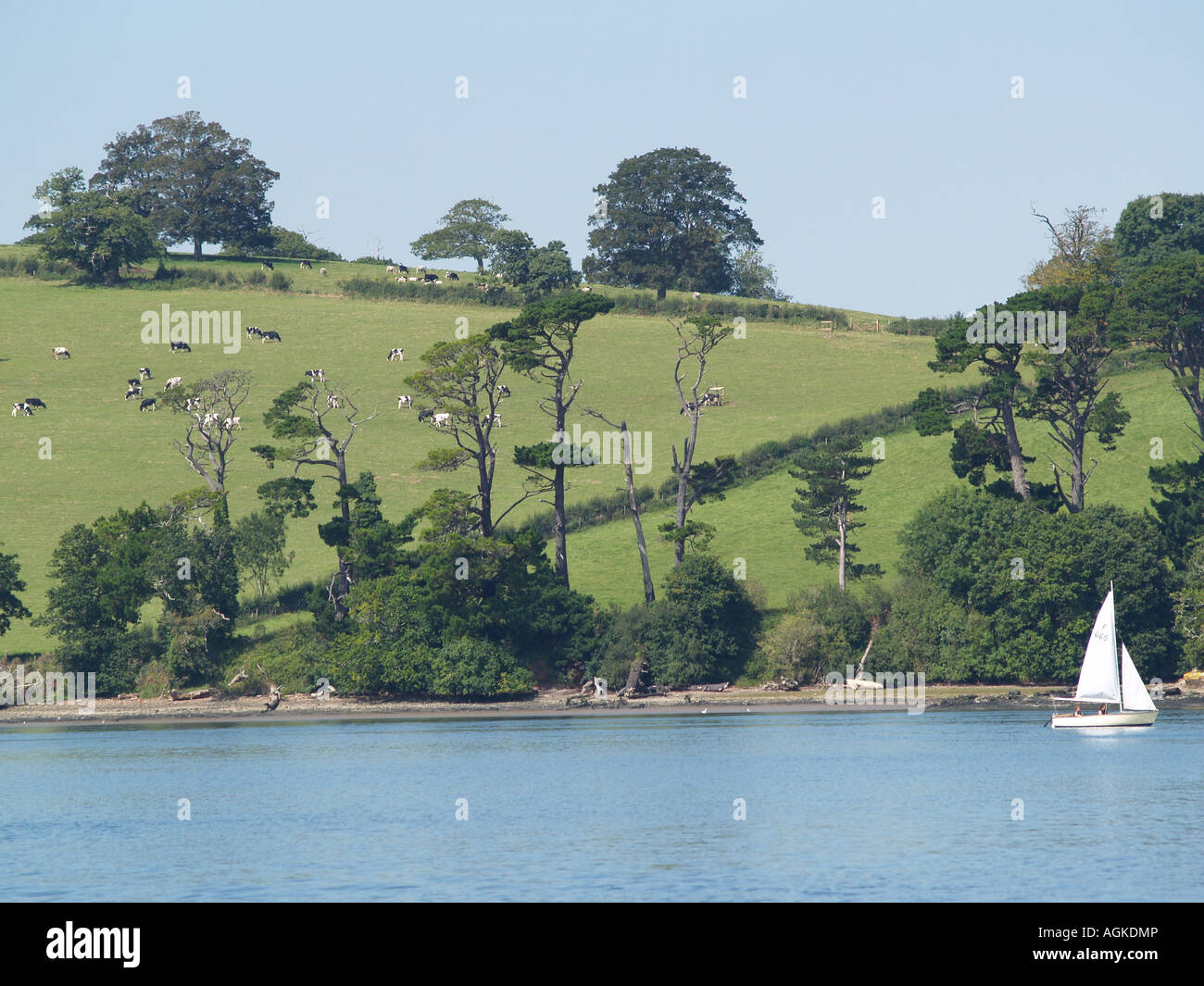 Rural Devon viewed from the River Dart Stock Photo - Alamy