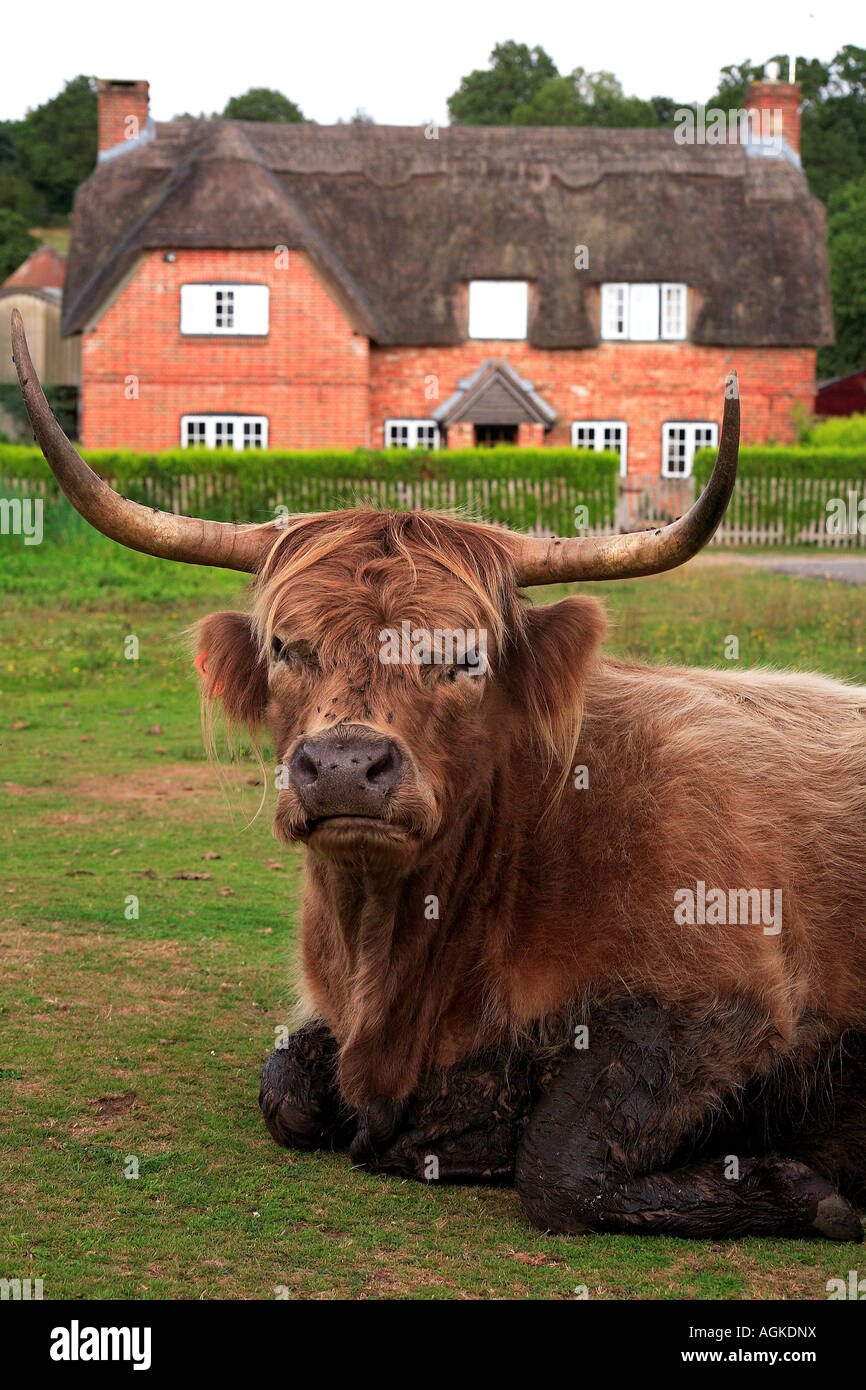 Highland Cattle in North Gorley The New Forest Hampshire England Stock ...
