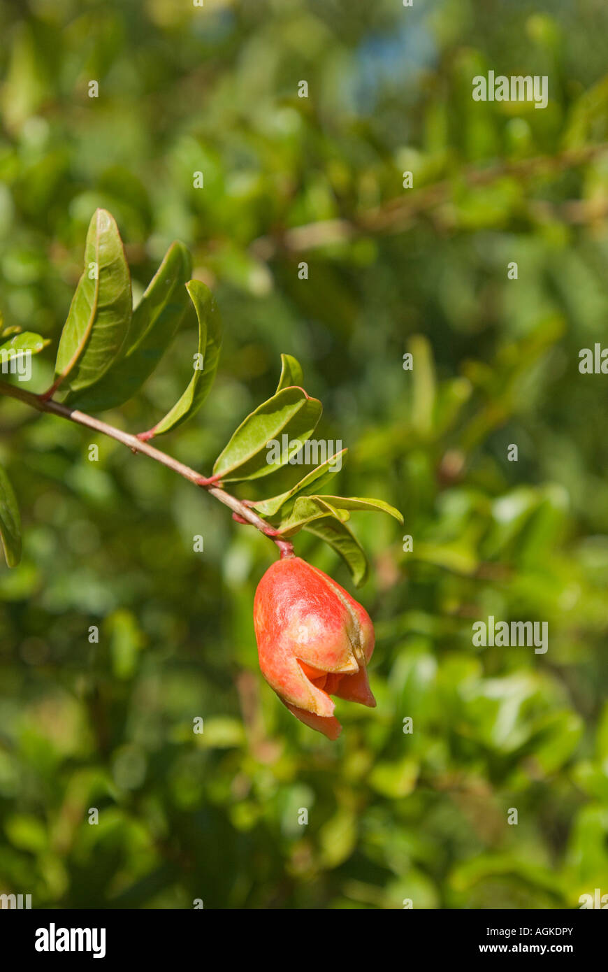 Pomegranate tree hi-res stock photography and images - Alamy