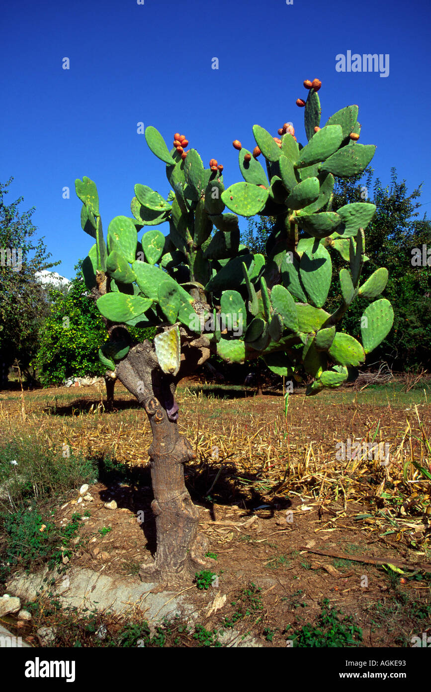 Prickly pear tree hi-res stock photography and images - Alamy