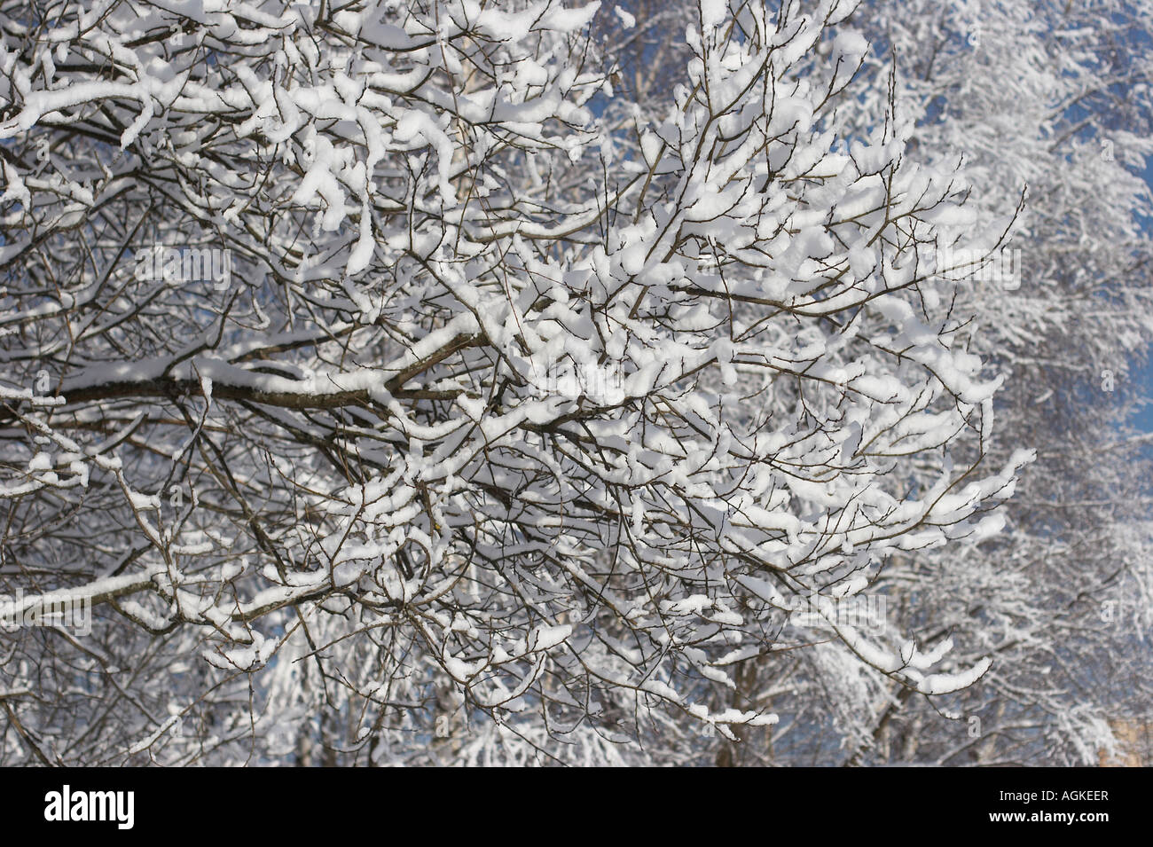Snow-clad snow-covered forest wood tree and the blue sky nice landscape ...