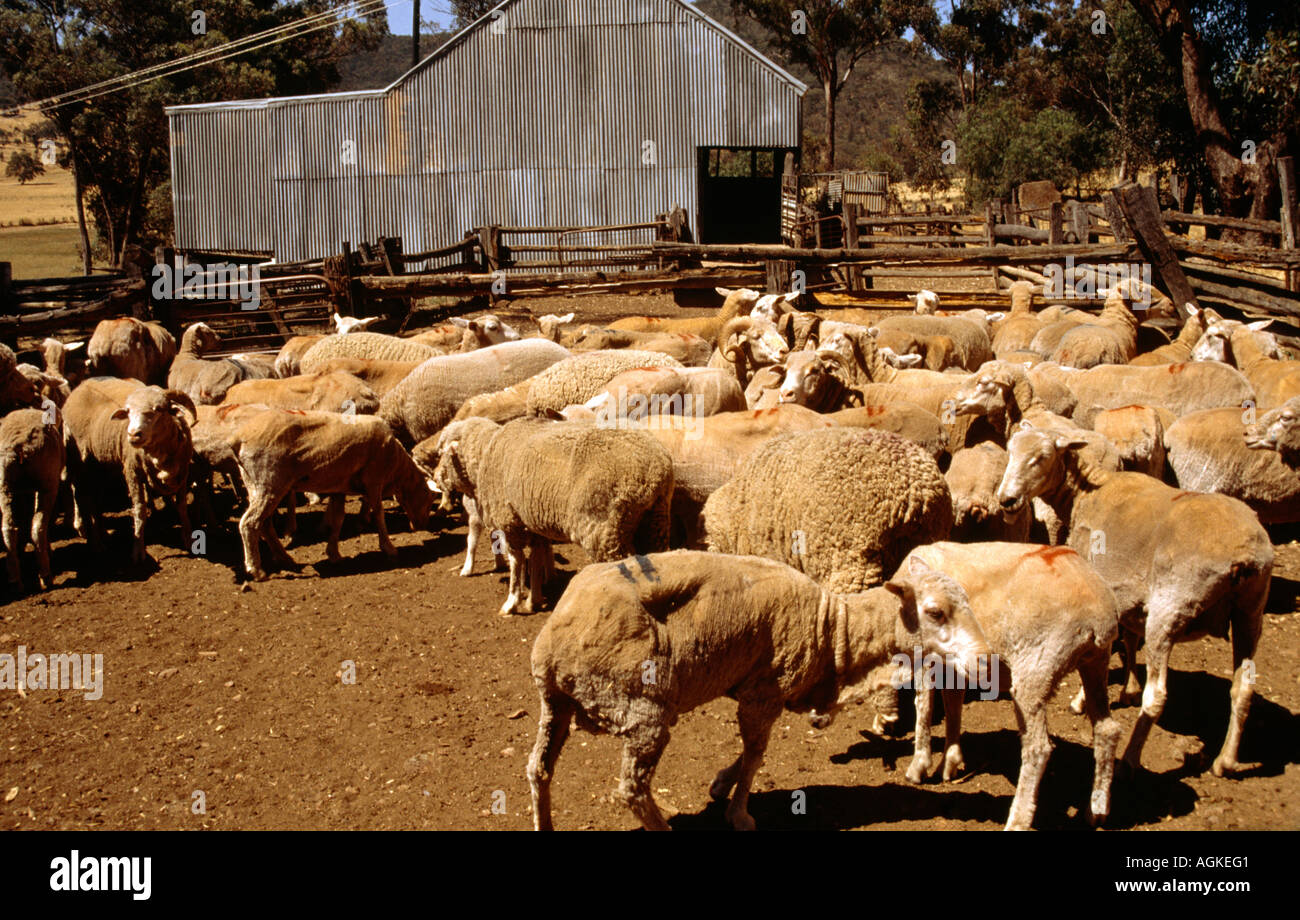 Murga New South Wales Australia Sheep Farm Sheep After Shearing Stock ...