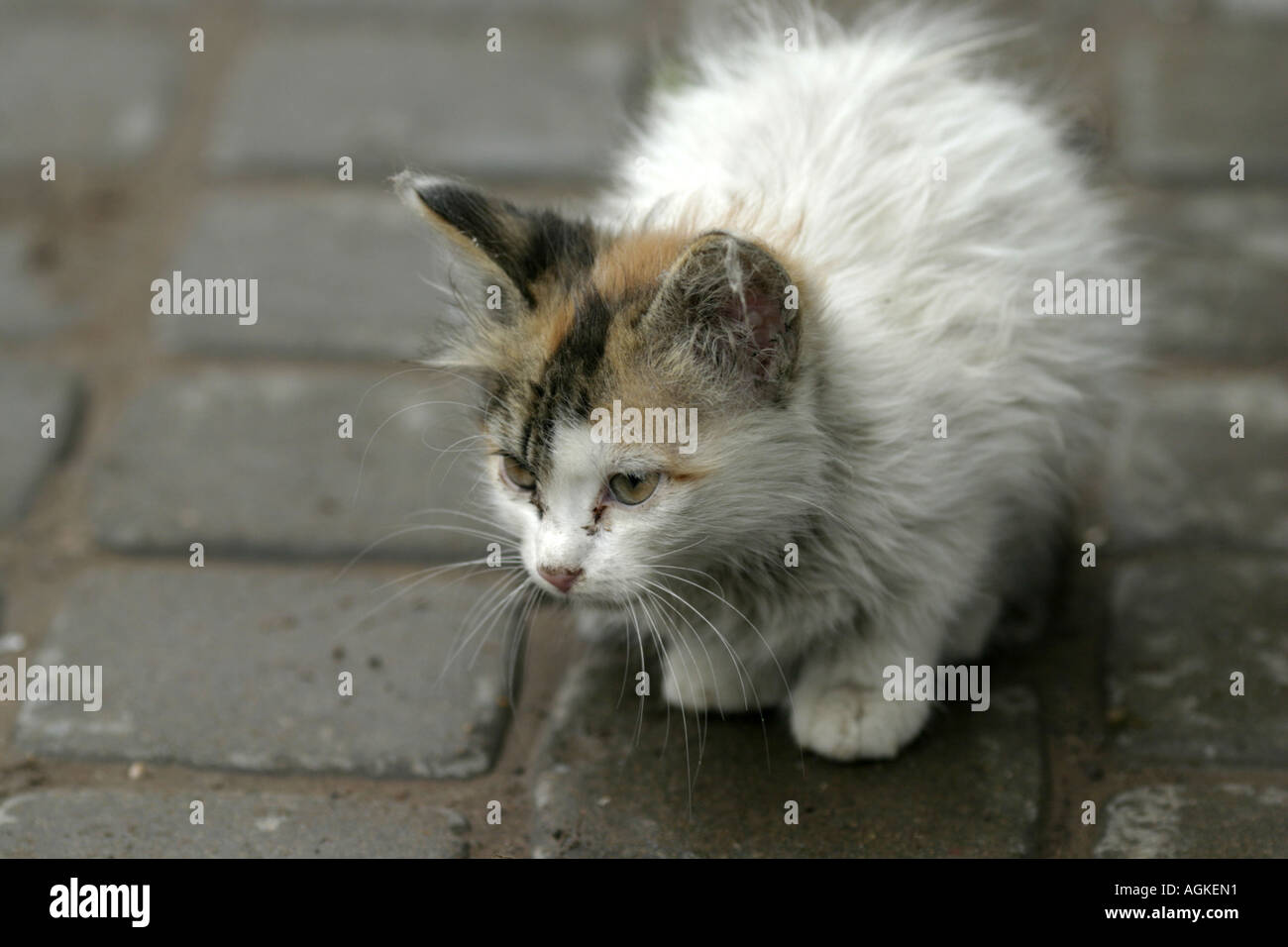A stray defenceless Stock Photo - Alamy