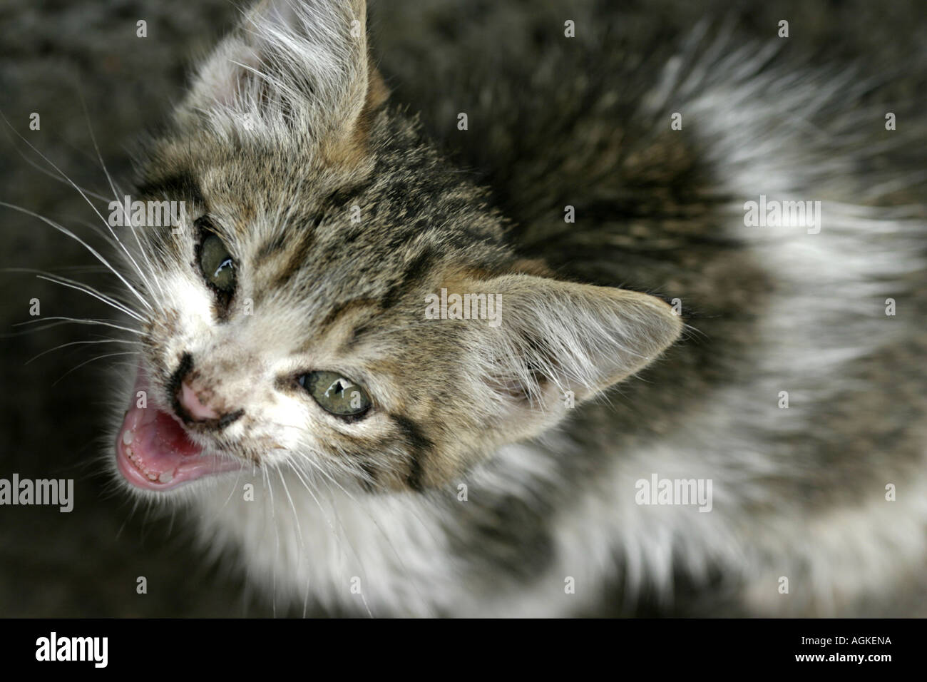 Miaowing hi-res stock photography and images - Alamy