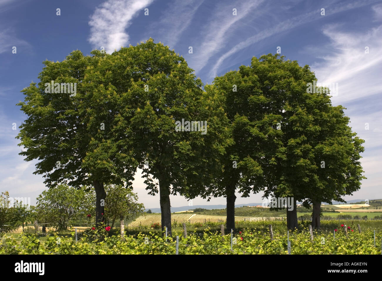 Trees in vineyard Pyrenees southern France Stock Photo - Alamy