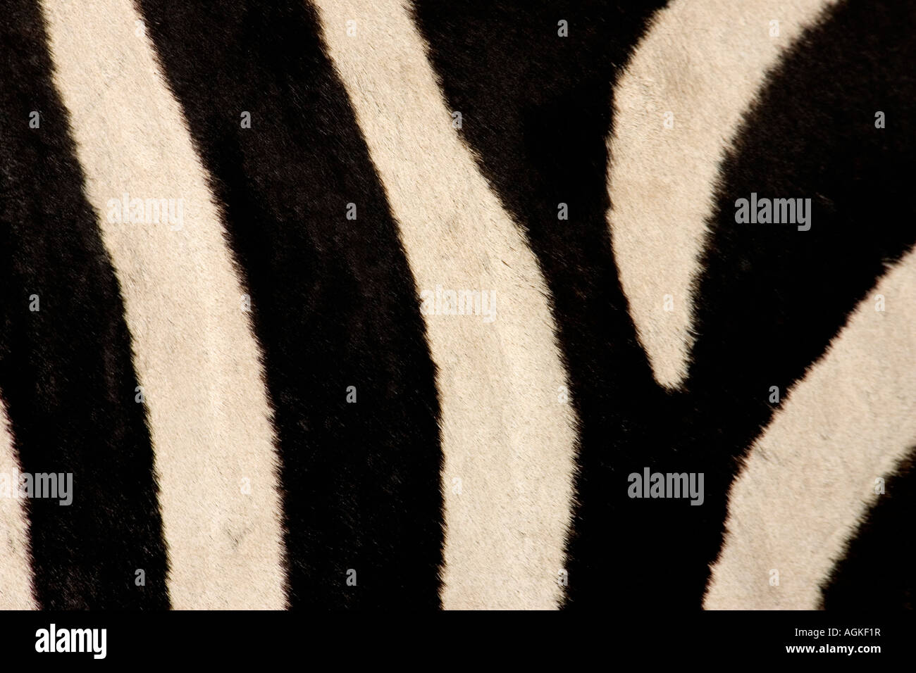 Kenya, Masai Mara. Close-up of common zebra's pattern of stripes Stock ...