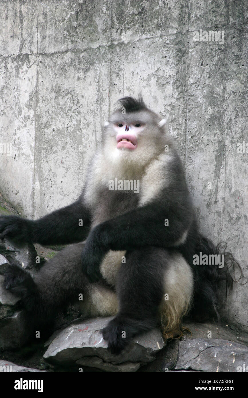 Yunnan Golden Hair monkey Rhinopithecus roxellanae in Beijing zoo China ...