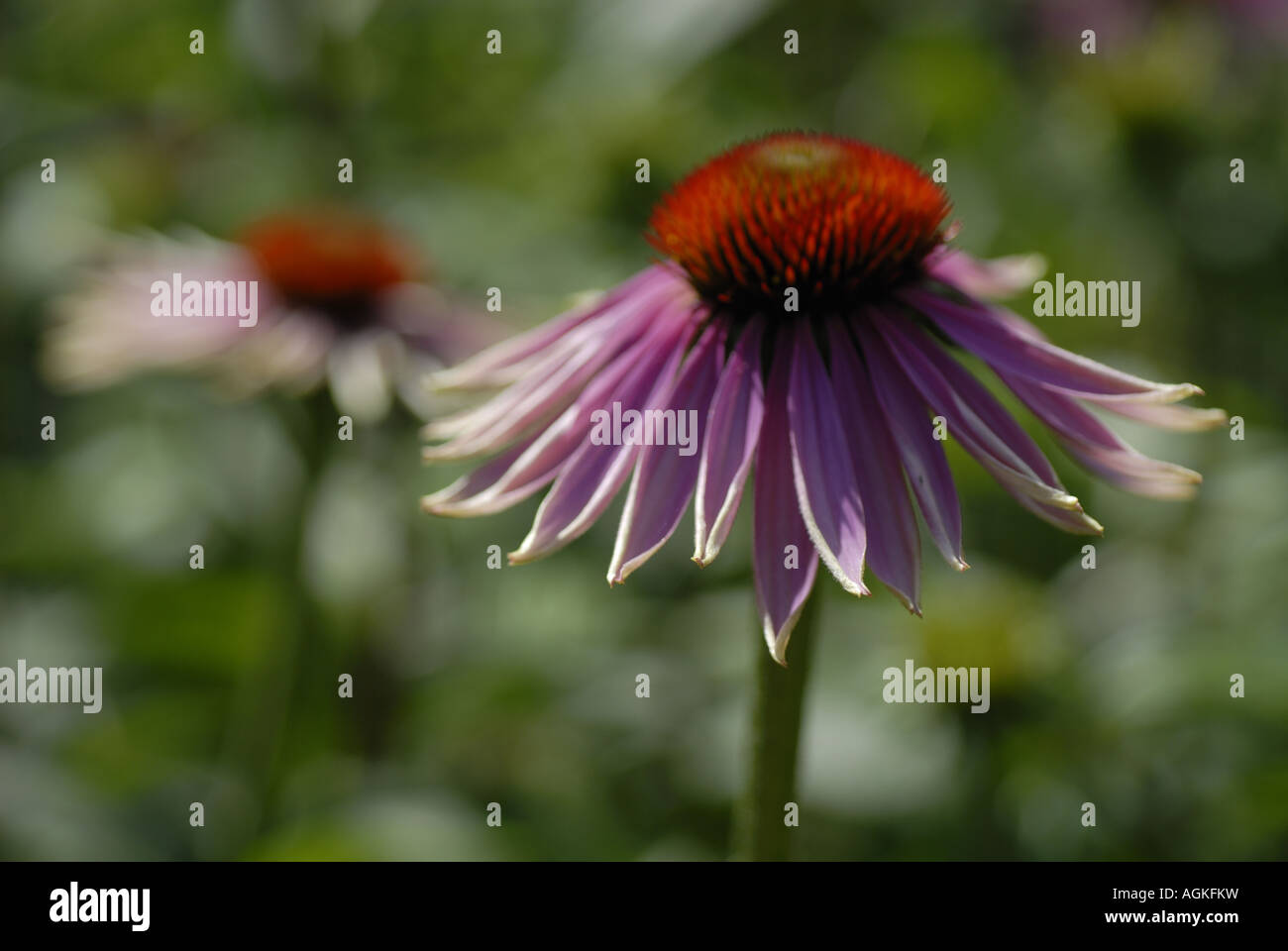 echinacea flowers with petals pointing down landscape format subject in ...