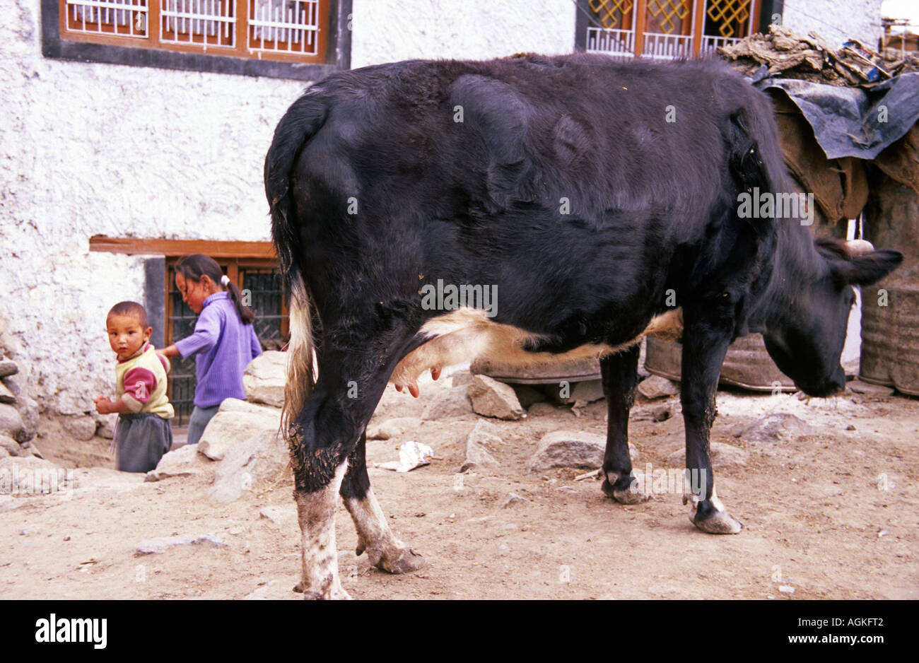 A cow around Leh city, Ladakh Stock Photo - Alamy