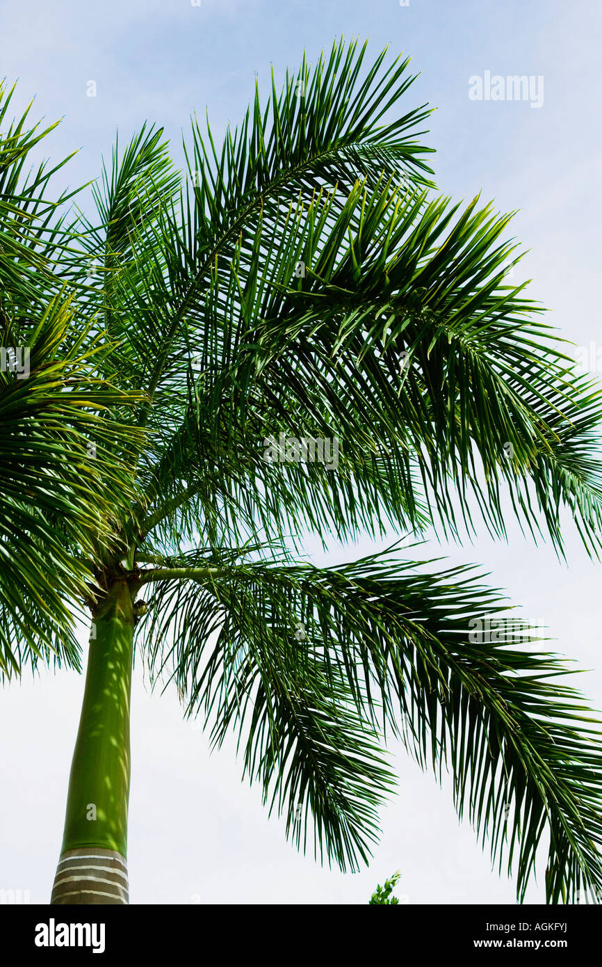 Low angle view of a palm tree Stock Photo - Alamy