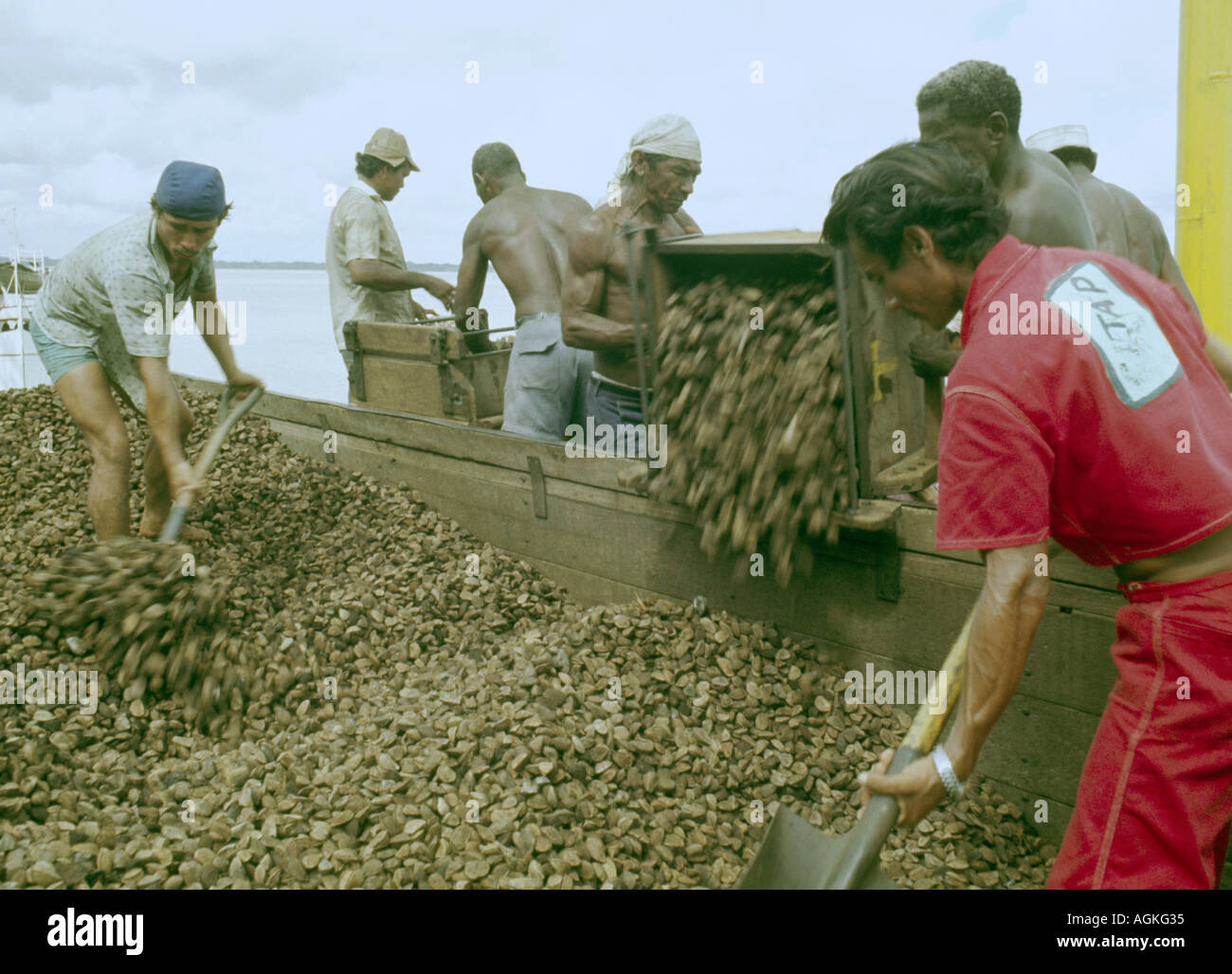 A cargo of brazil nuts being off loaded at the port in Belem on the ...