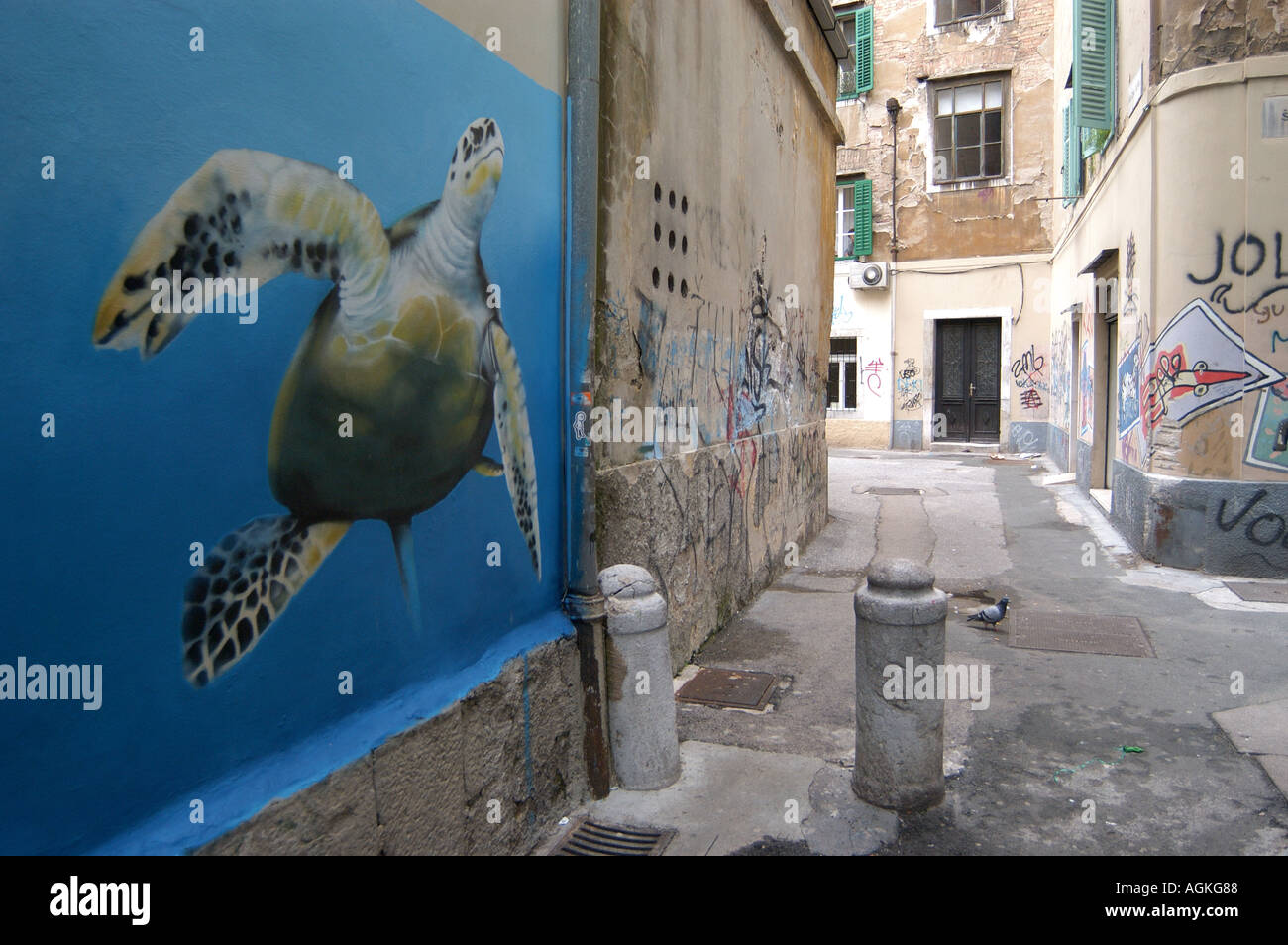 Graffiti turtle hi-res stock photography and images - Alamy