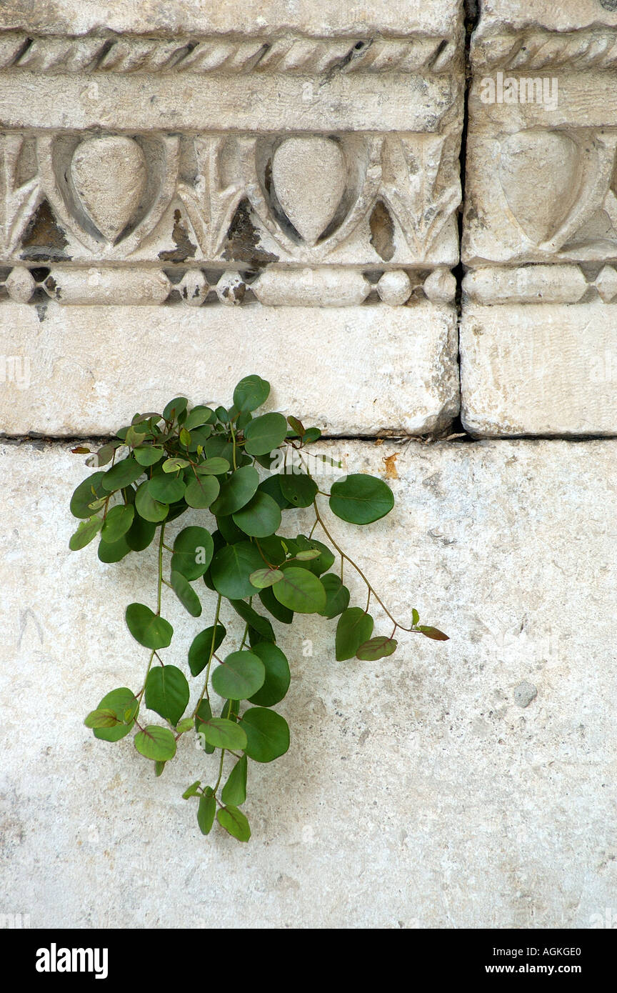 Plant growing in Roman remains of Diocletian s Palace Split Croatia ...