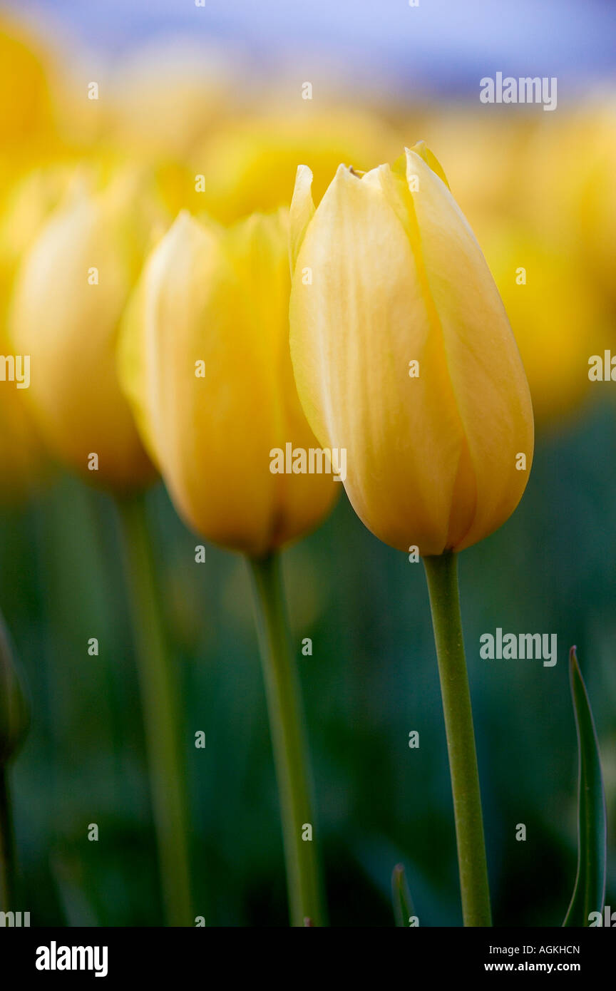 Yellow tulips in flower Stock Photo - Alamy