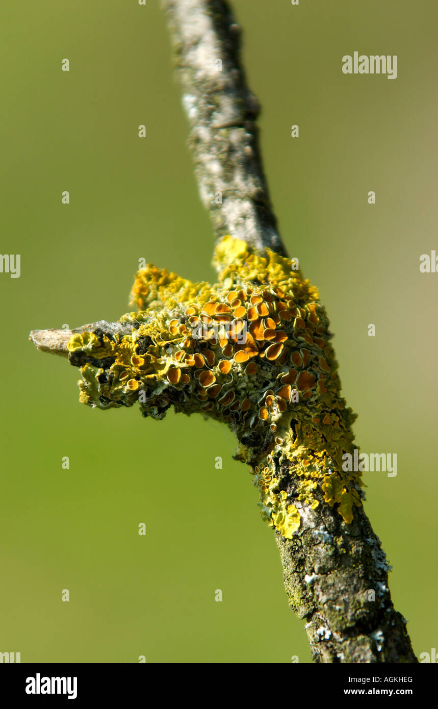 litchen growing on tree branch Stock Photo - Alamy