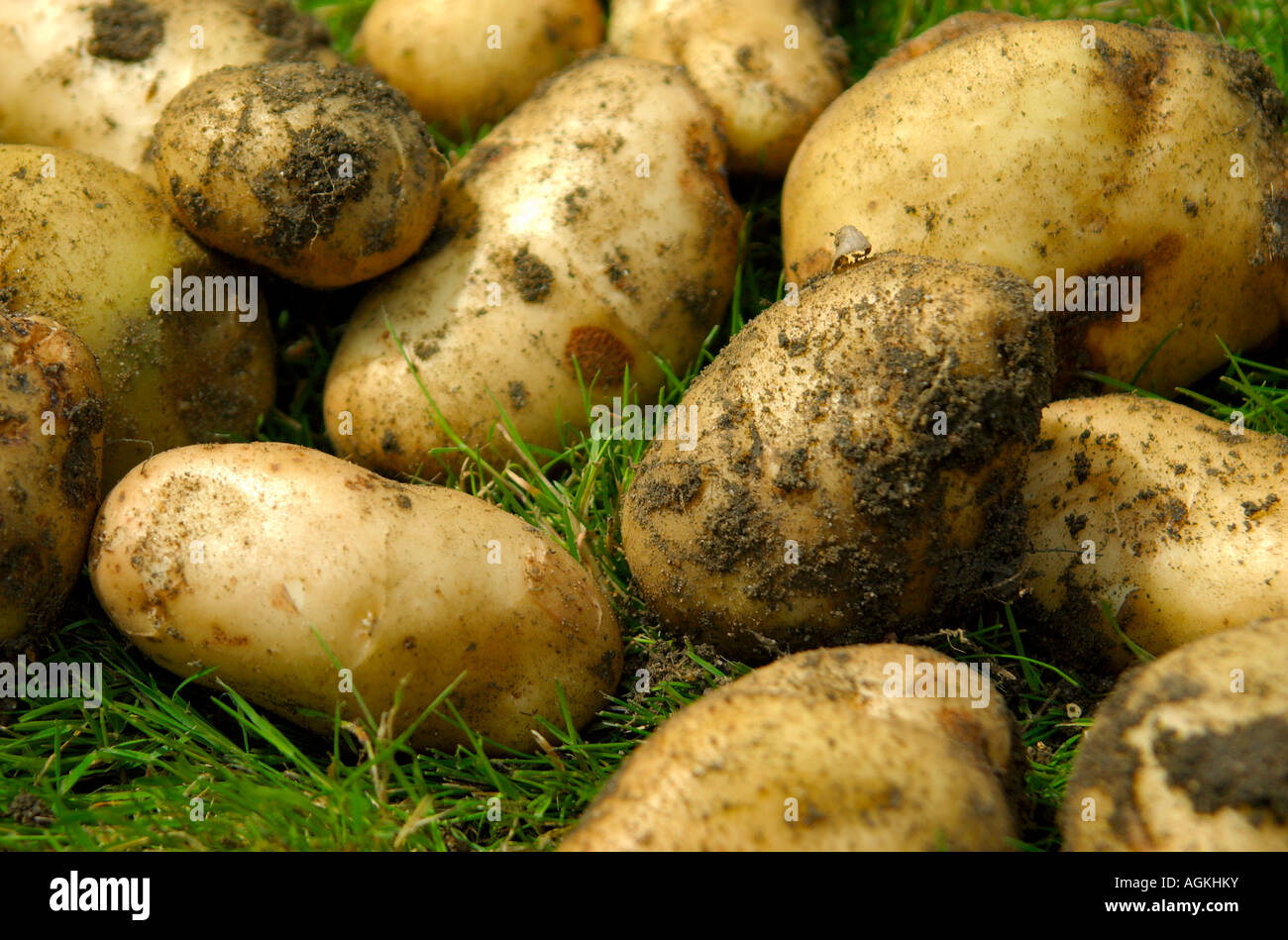 new potato freshly dug from garden Stock Photo - Alamy