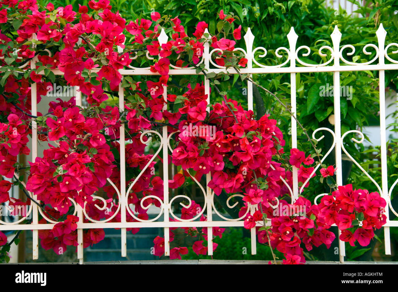 Bright red bougainvillea flowers adorn fences and gates near Corinth ...