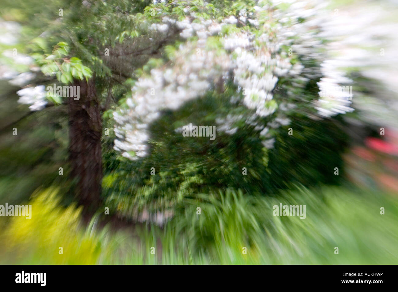 Flowering tree in spring Stock Photo - Alamy