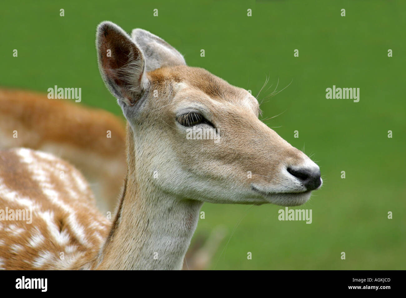 Longleat deer hi-res stock photography and images - Alamy